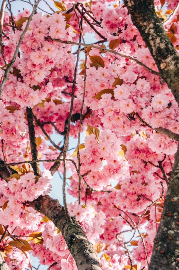 Heidelberg in The Spring - Helene in Between