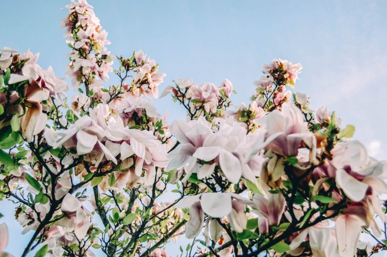 Heidelberg in The Spring - Helene in Between
