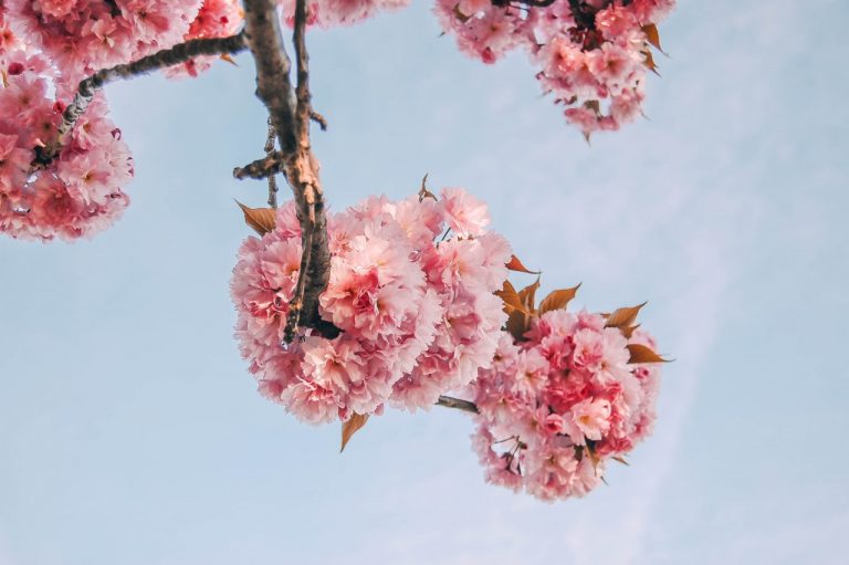 Heidelberg in The Spring - Helene in Between
