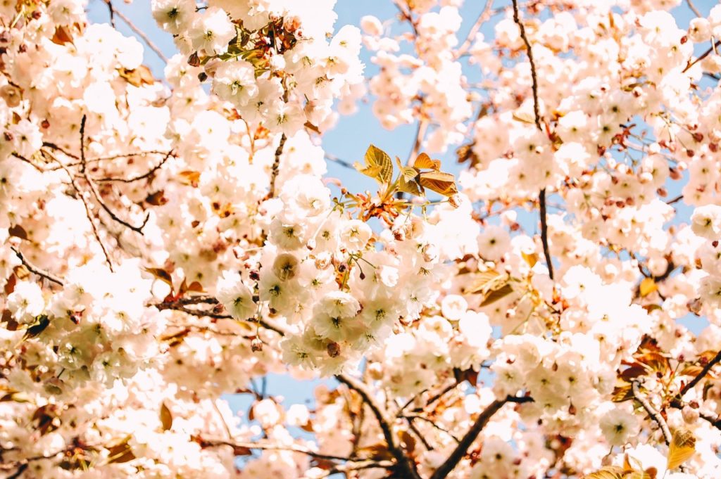 Heidelberg in The Spring - Helene in Between