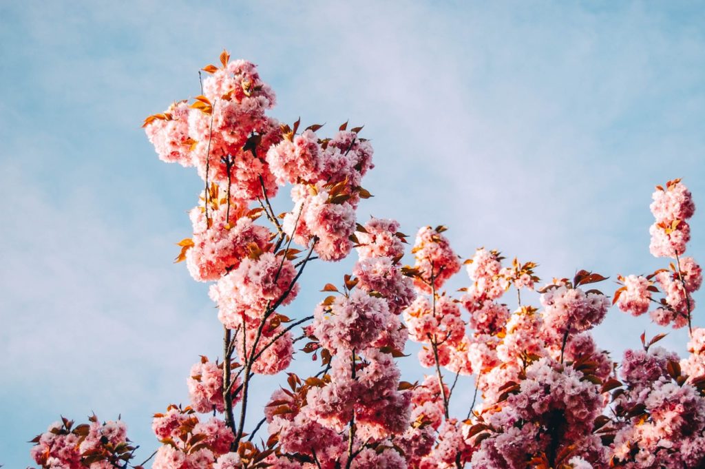 Heidelberg in The Spring - Helene in Between