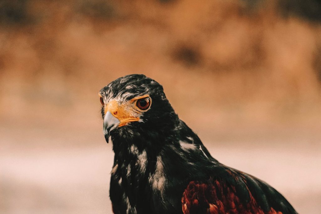 10 Best Things to Do in Abu Dhabi - Helene in Between