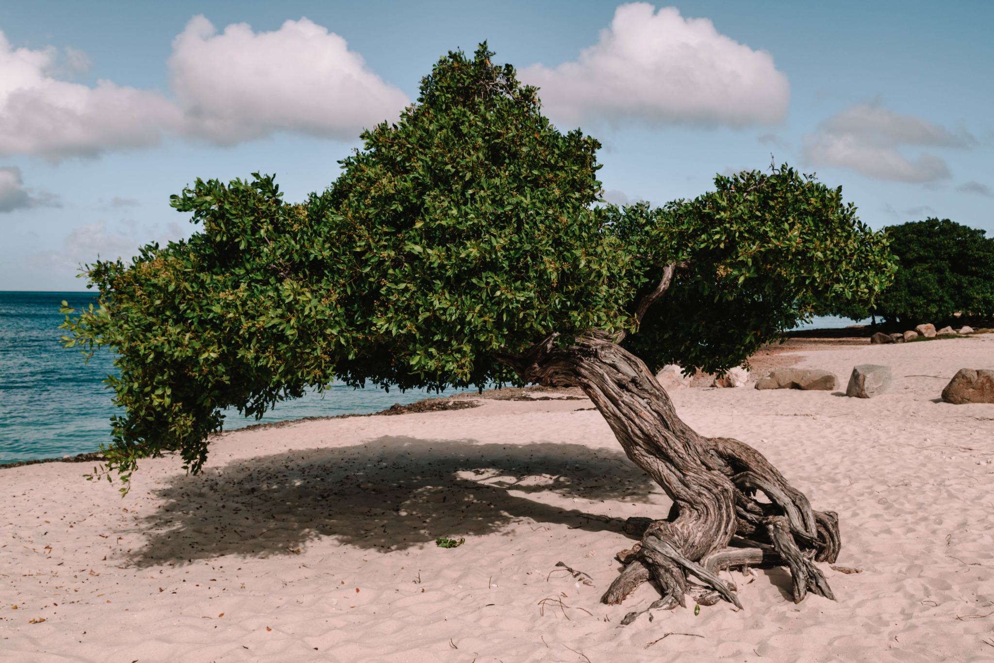 The Perfect Travel Guide to Aruba - Helene in Between