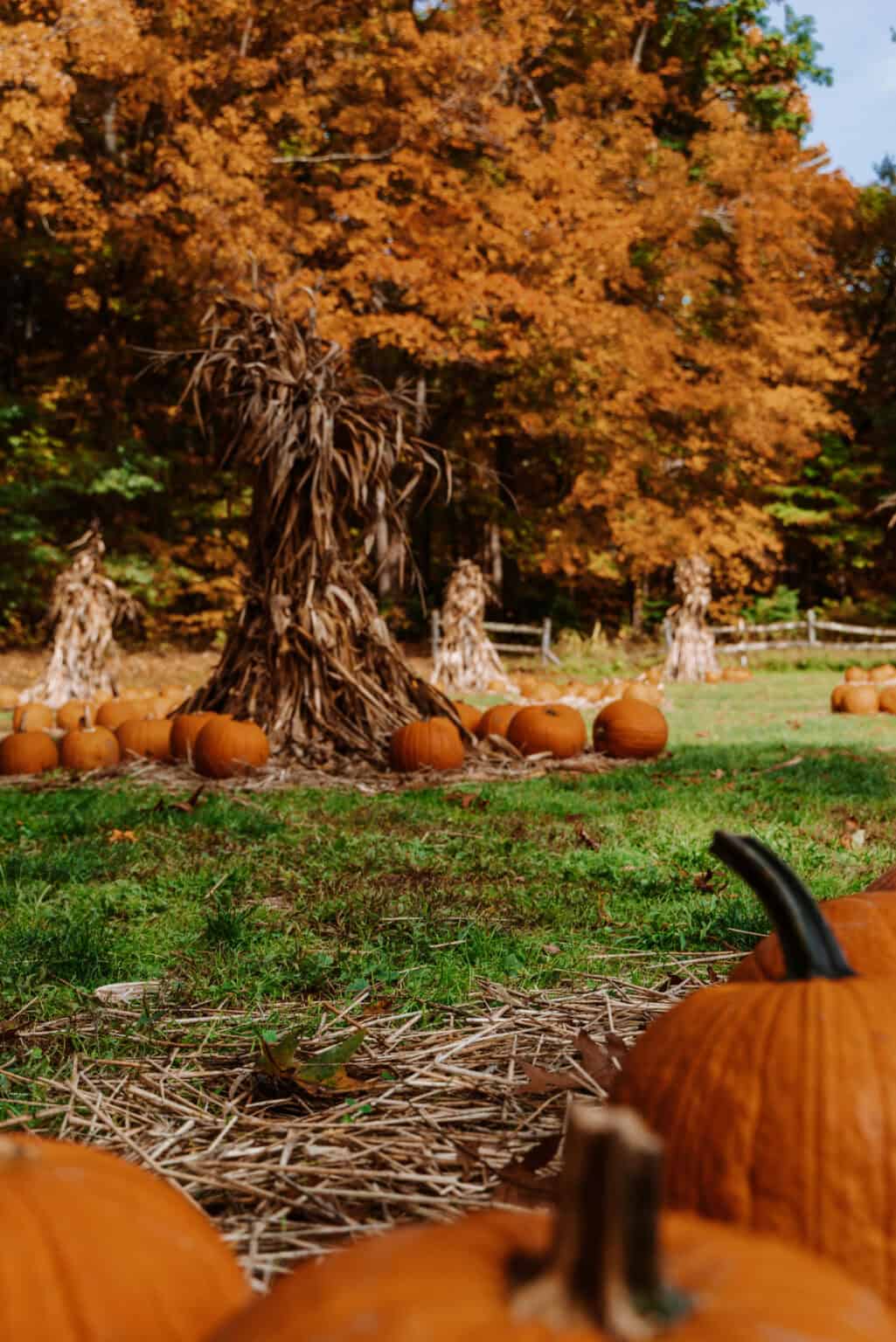 Connecticut Fall Foliage Guide: Best Places to Experience the Autumn ...
